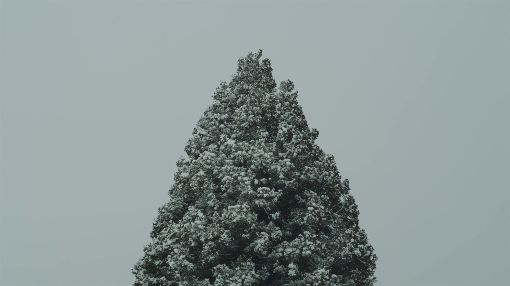 Picture of Little Forest: Winter/Spring (2015)