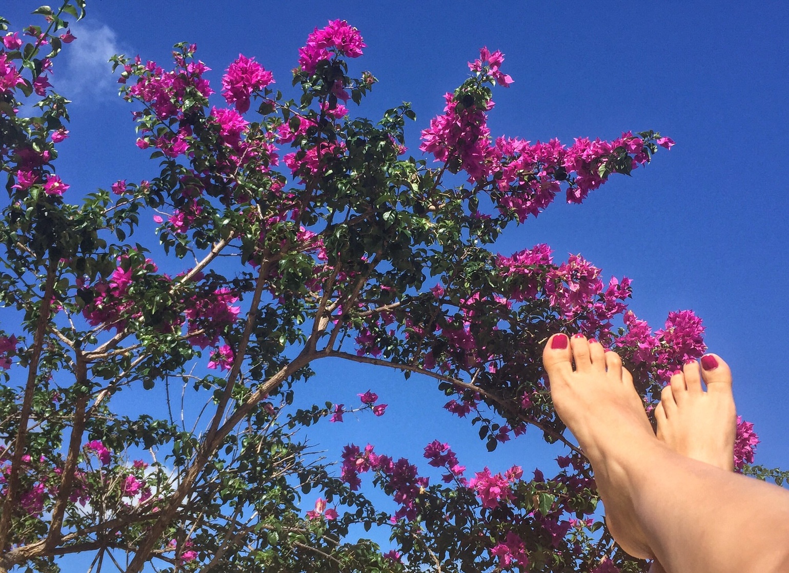 Silvana Arias image