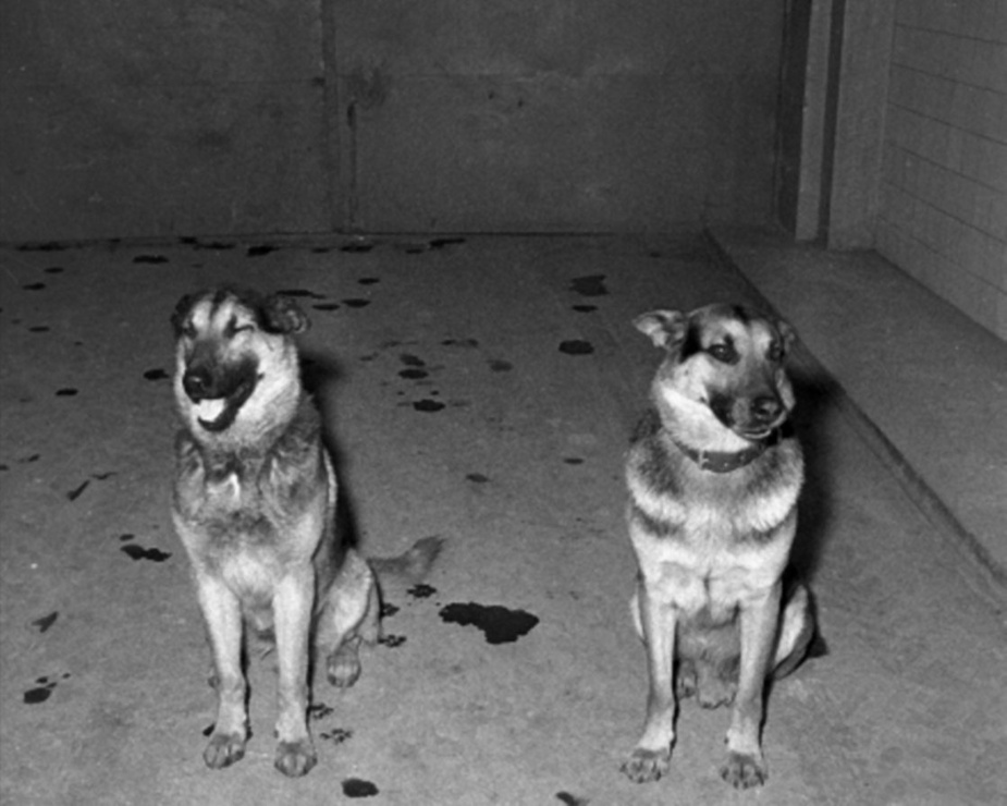 Image of Four Tank-Men and a Dog