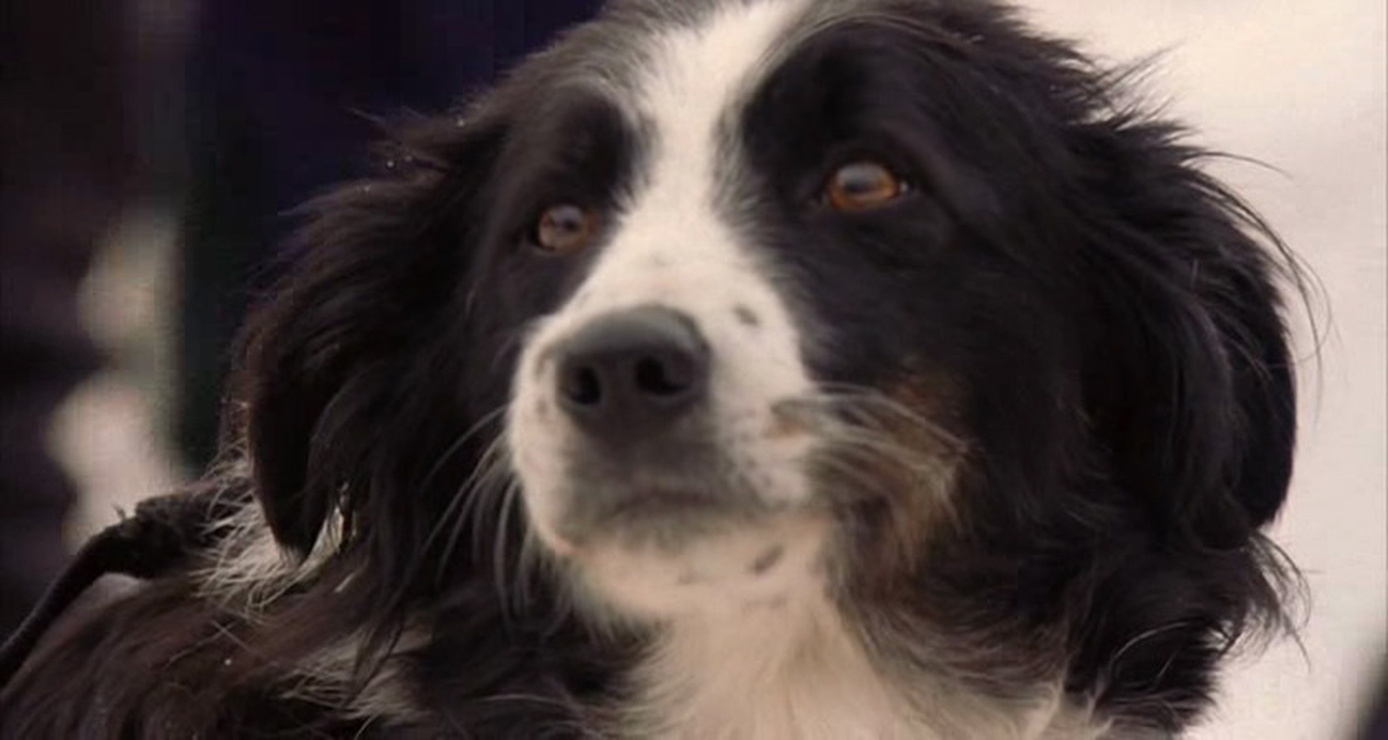 Picture of Snow Dogs