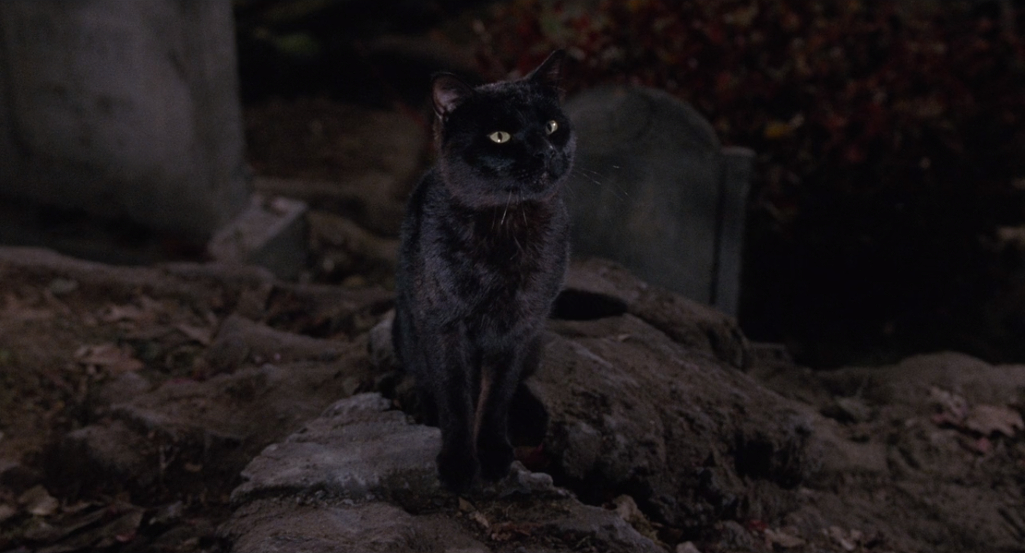 Picture of Hocus Pocus (1993)