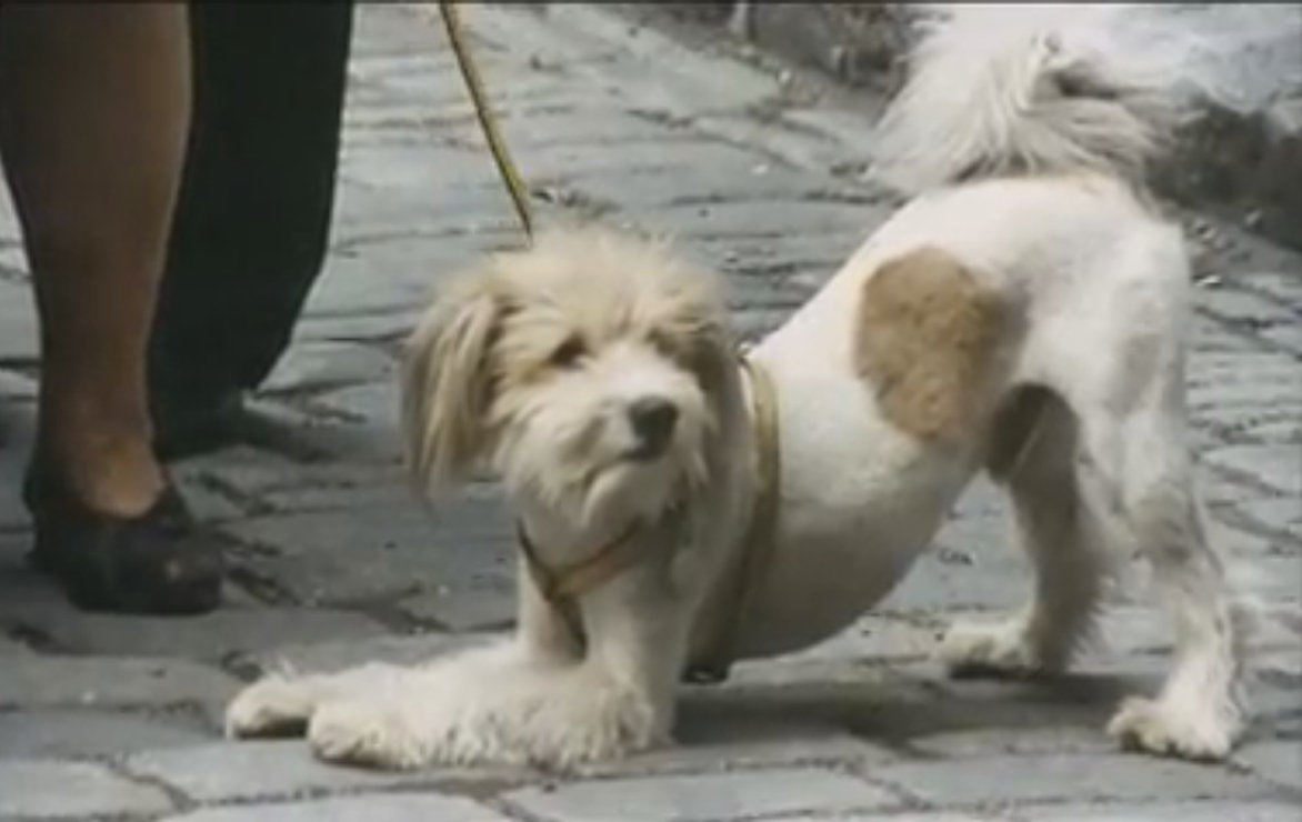 Picture of Muschimaus mag's grad heraus