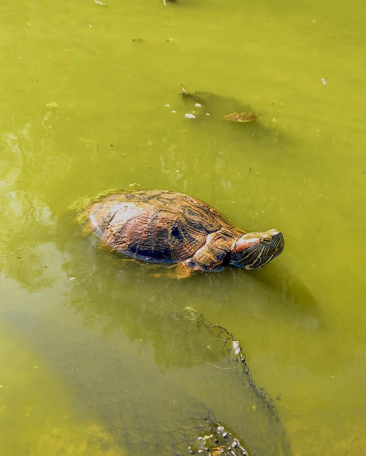 Picture of Trejsi Sejdini