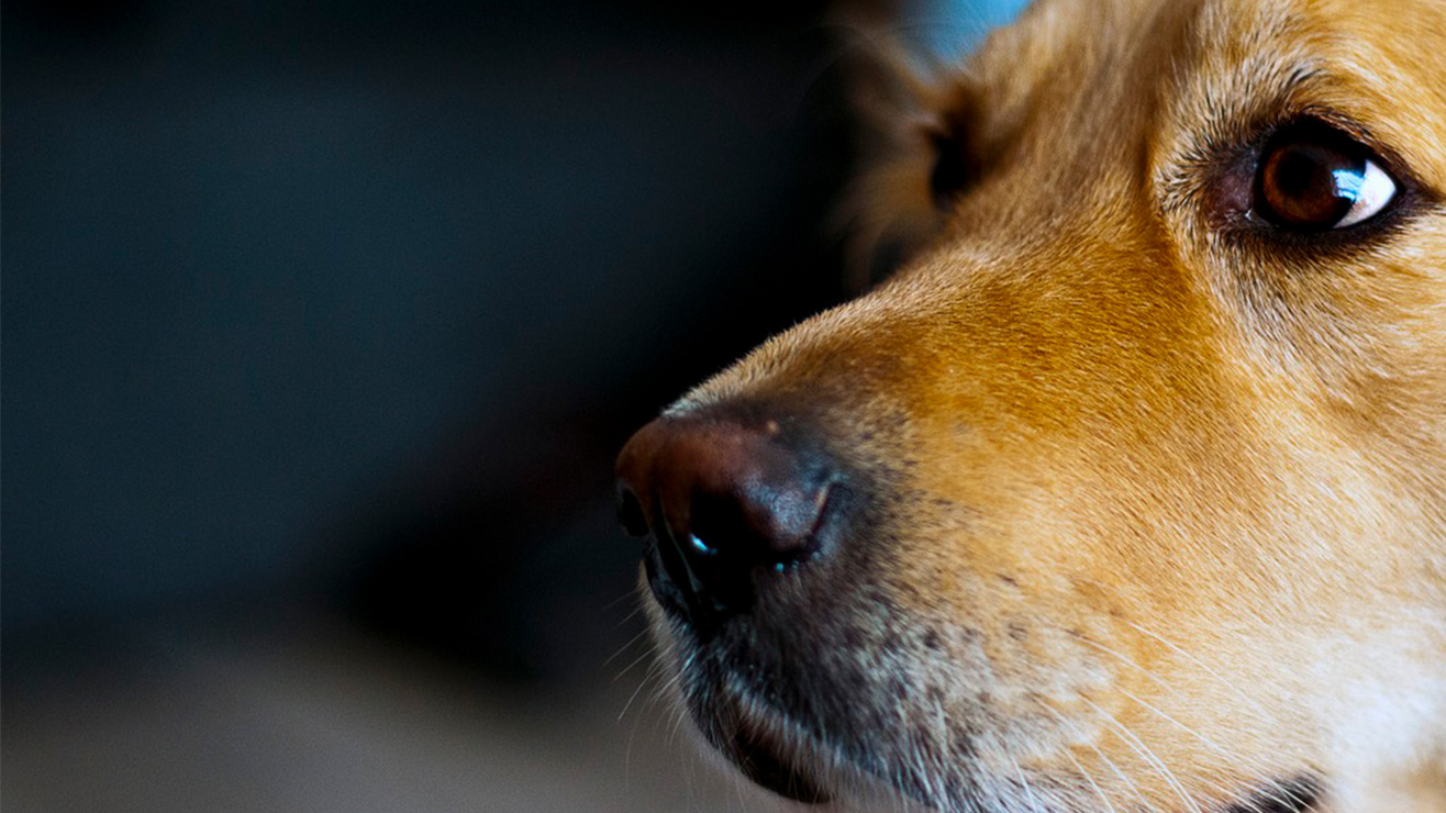 Reliable Dog Walking Professionals in Brisbane Nor