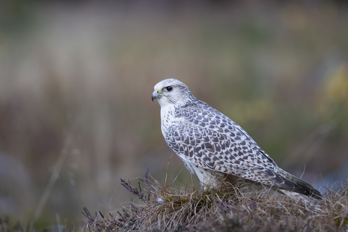 Picture of Gyrfalcon