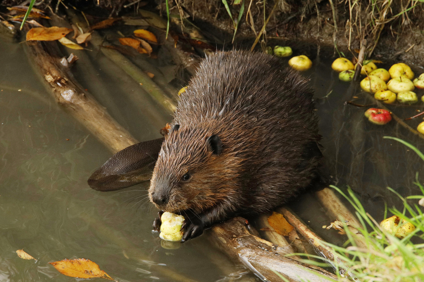 Picture of Beaver (a)