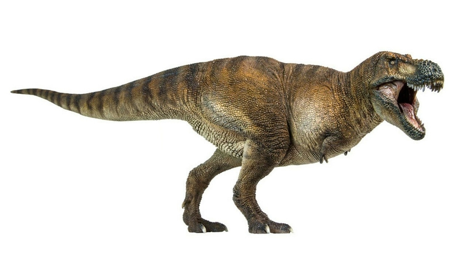 Image of Tyrannosaurus Winter Wilson by PNSO
