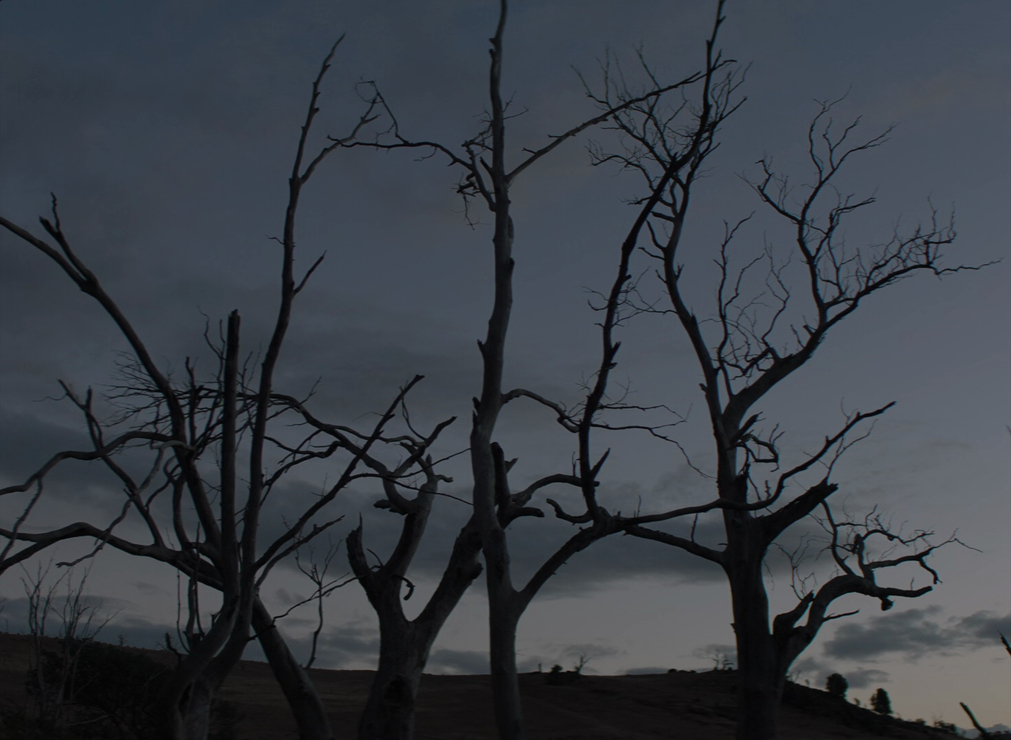 Picture of The Nightingale