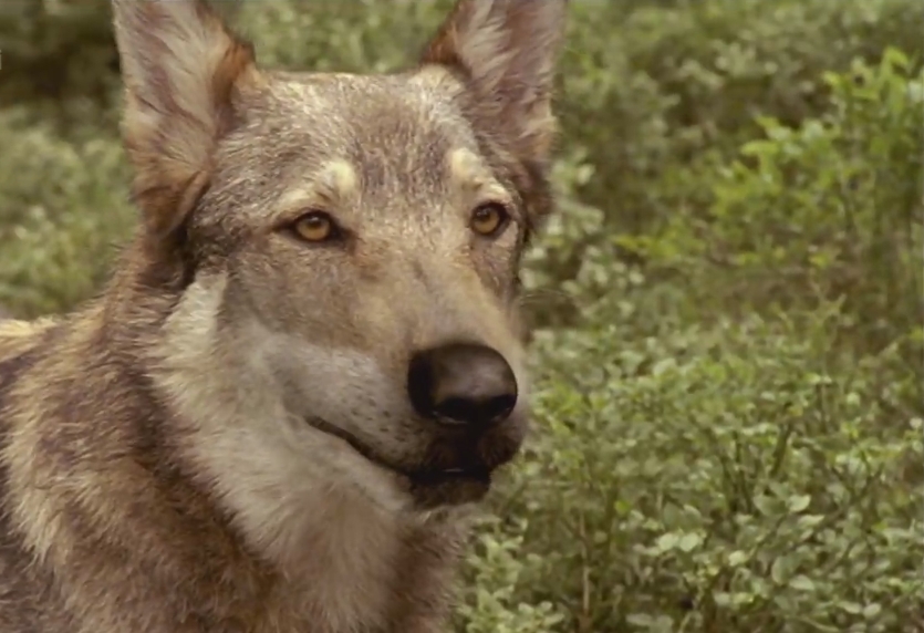 Picture of Rotkäppchen