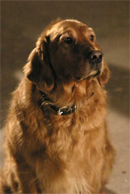 Picture of Bud the Dog
