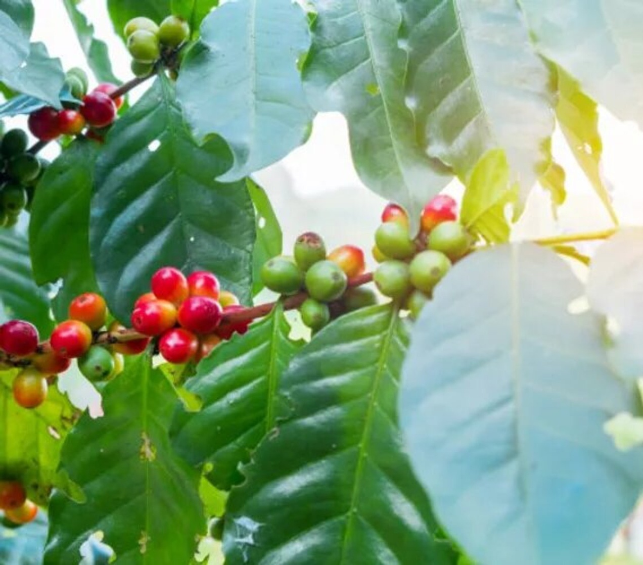 Premium Roasted Robusta Coffee Beans In Indonesia