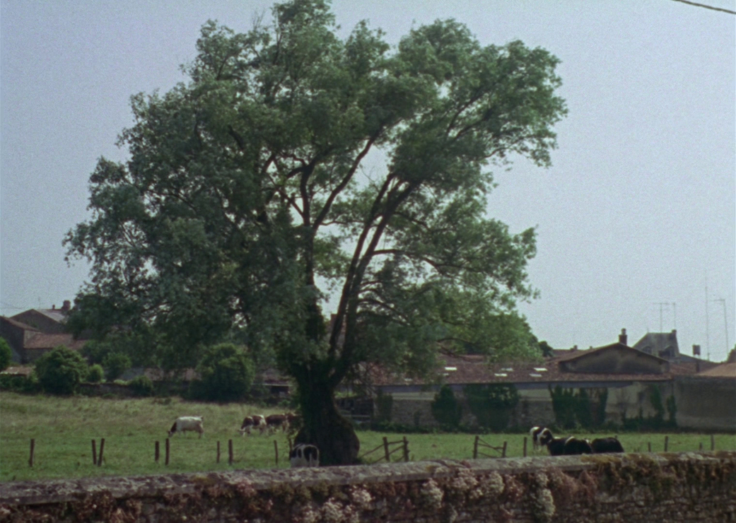 The Tree, the Mayor and the Mediatheque picture