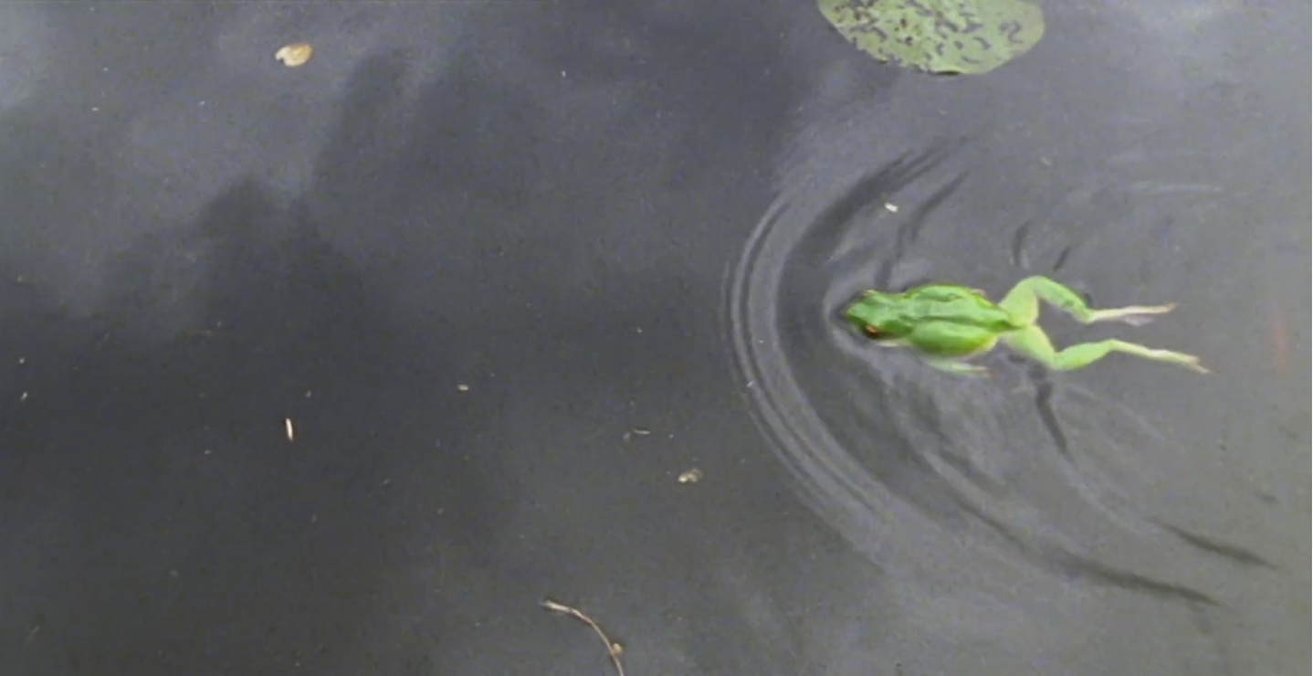 Picture of Küss mich, Frosch