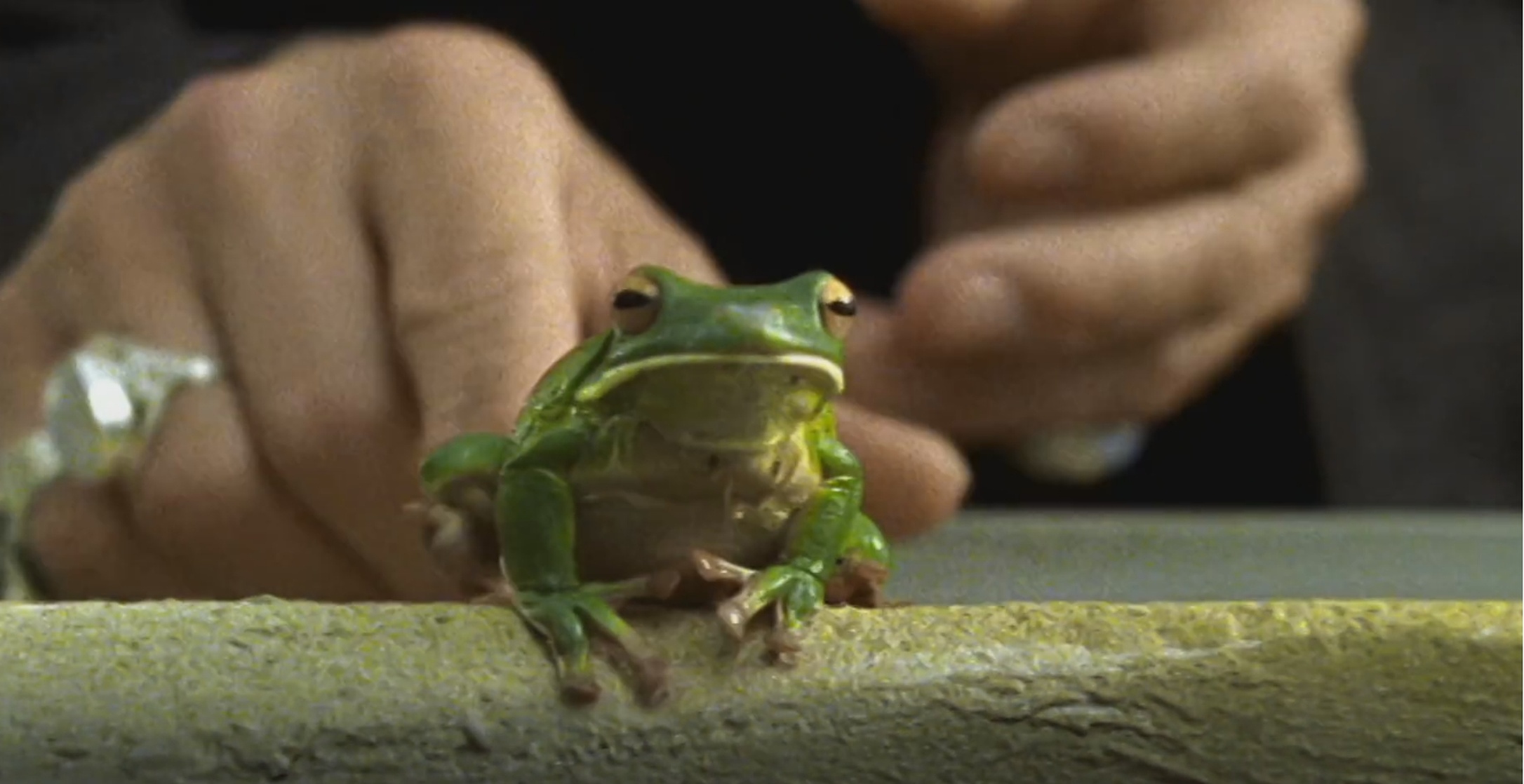 Picture of Küss mich, Frosch