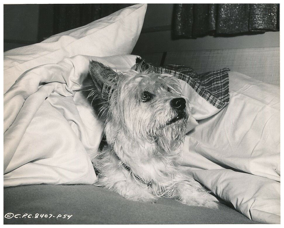 Snuffy