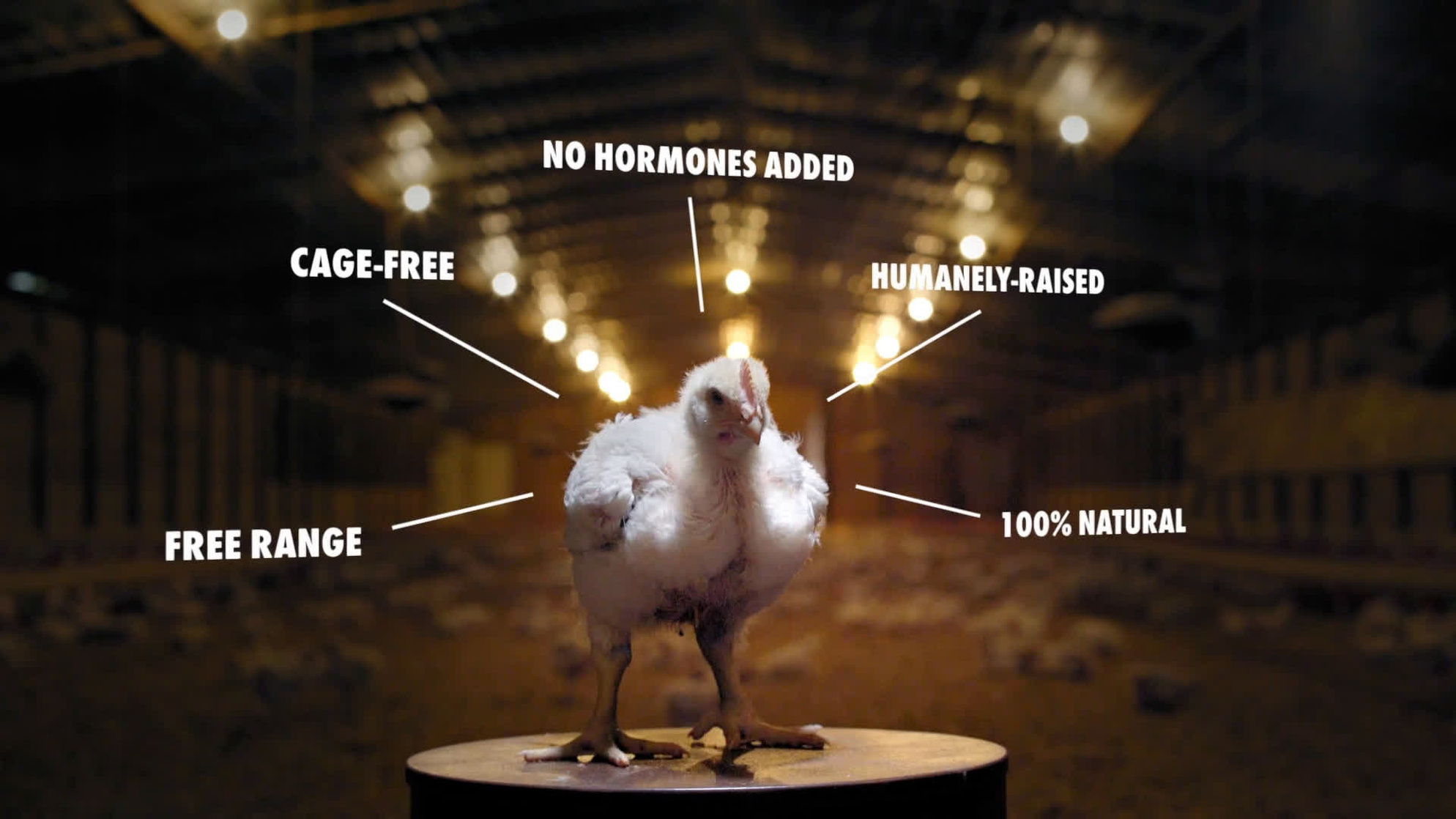 Super Size Me 2: Holy Chicken! picture