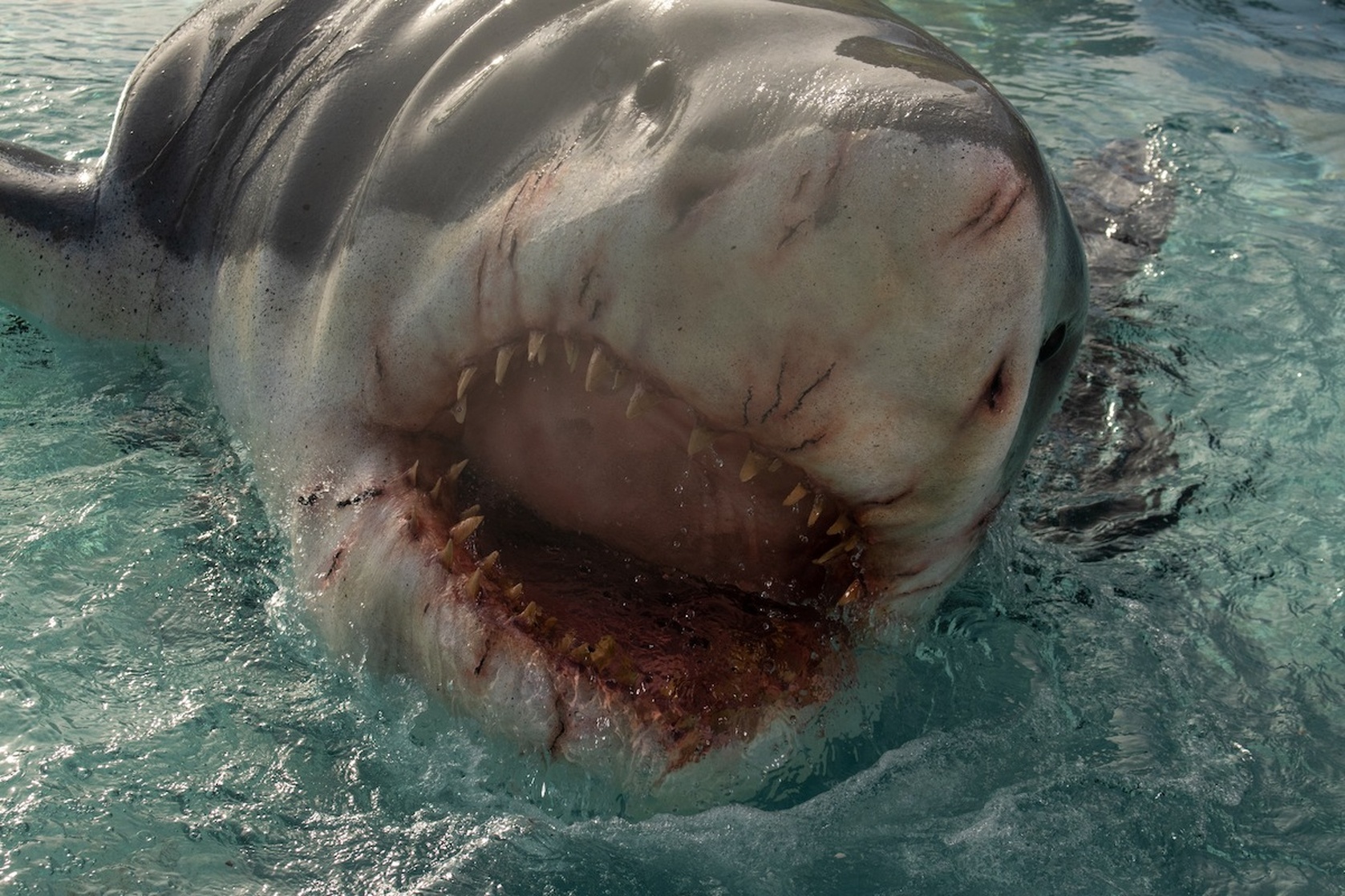 Picture of The Requin (2022)