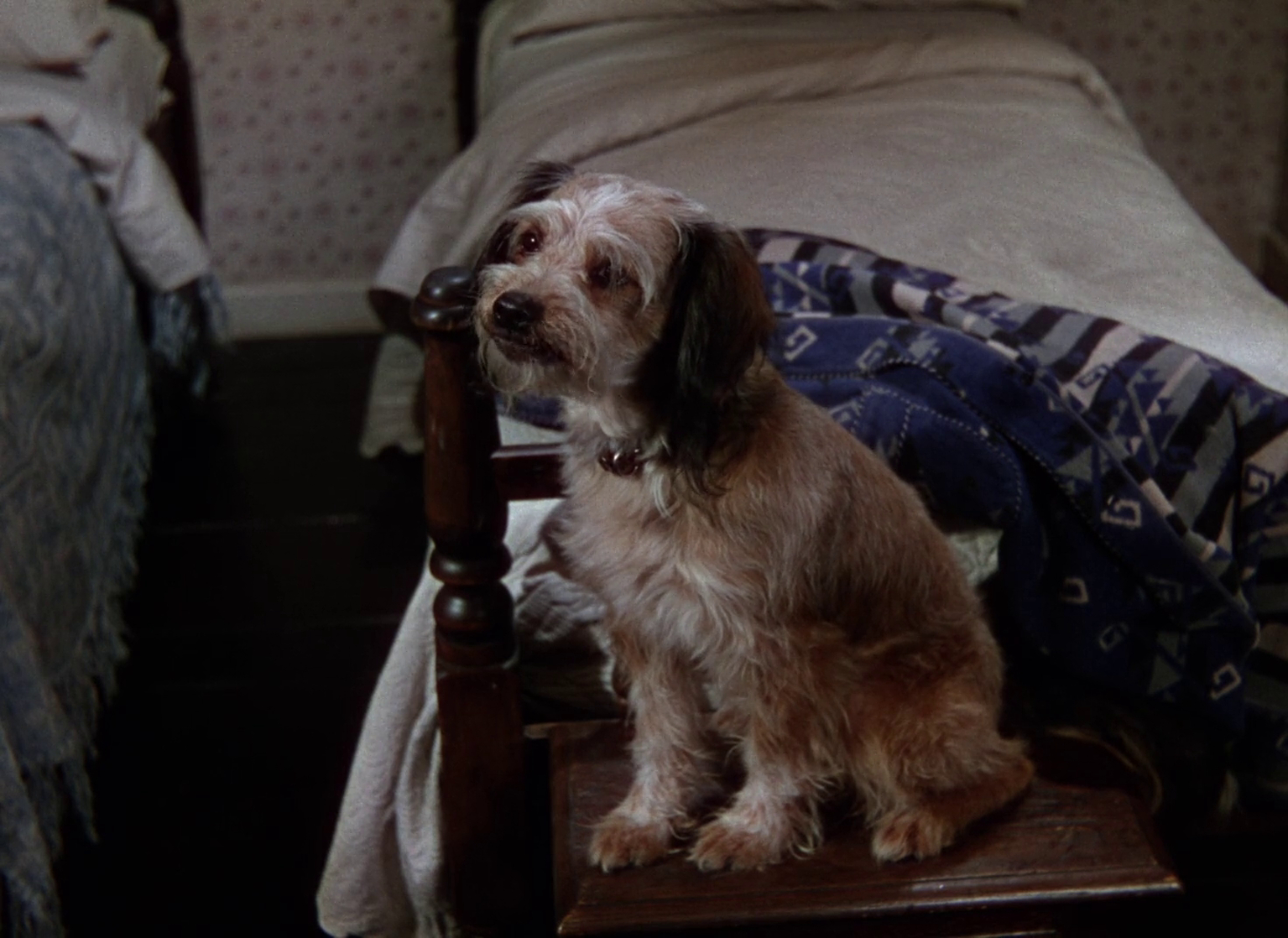 Picture of National Velvet