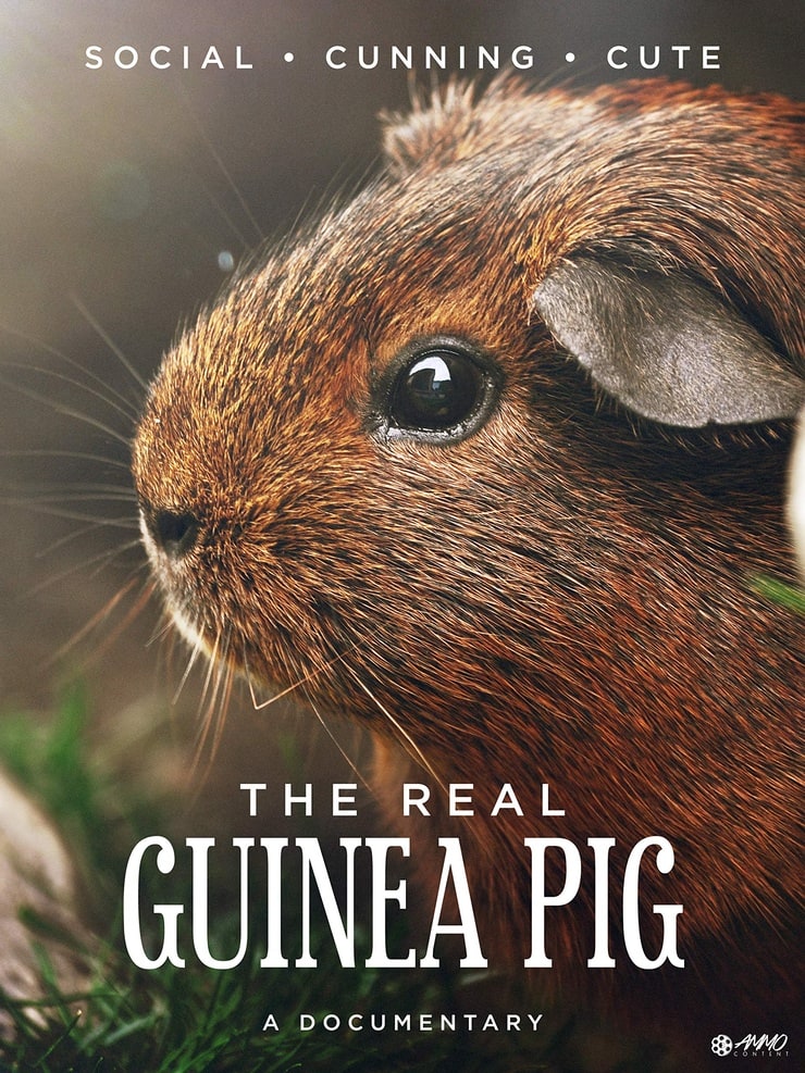 Picture of The Real Guinea Pig