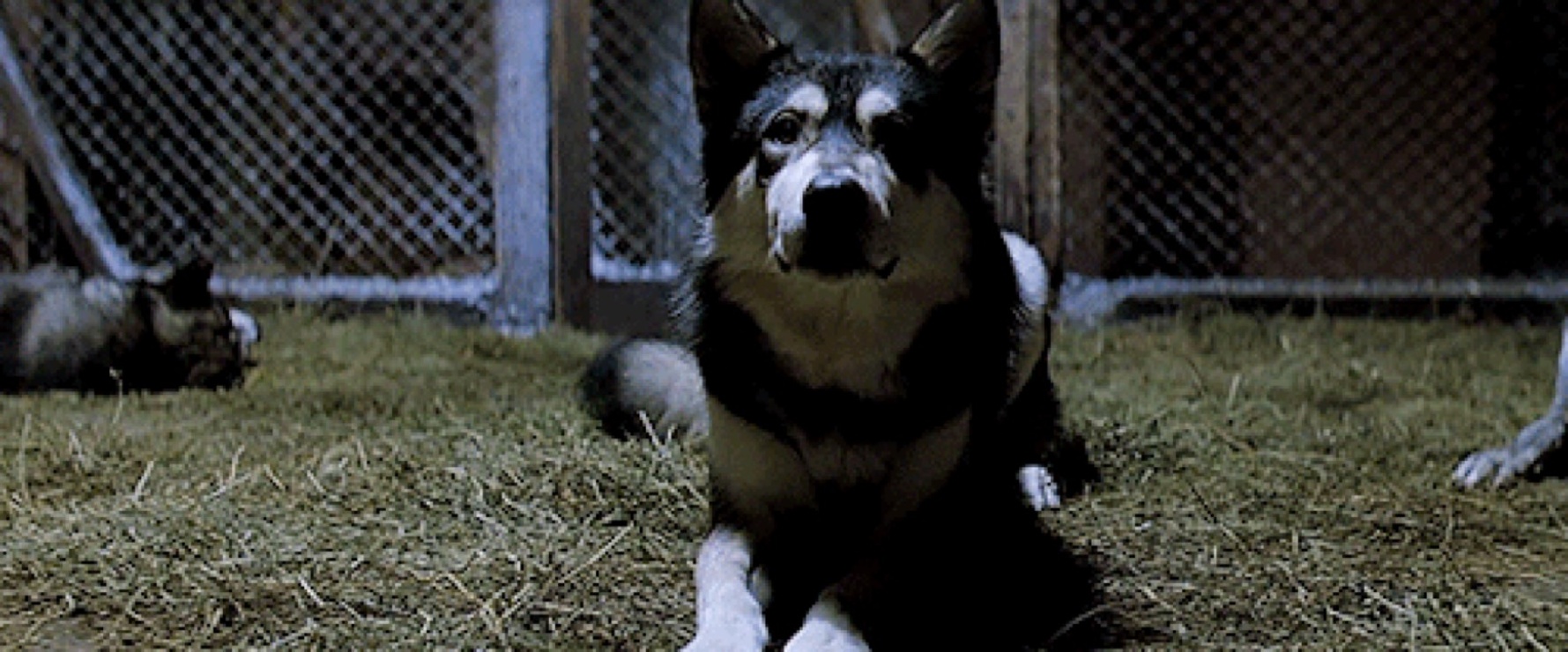 The Norwegian dog