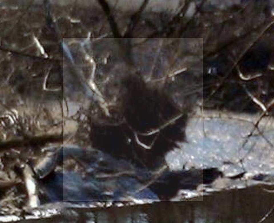 Picture of Michigan Dogman