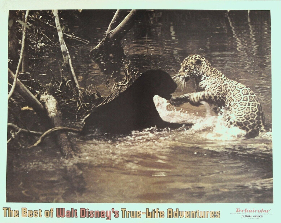 Picture of The Best of Walt Disney's True-Life Adventures