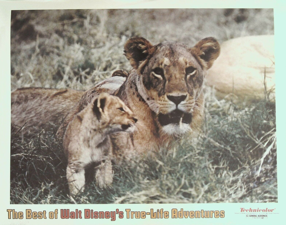 Picture of The Best of Walt Disney's True-Life Adventures