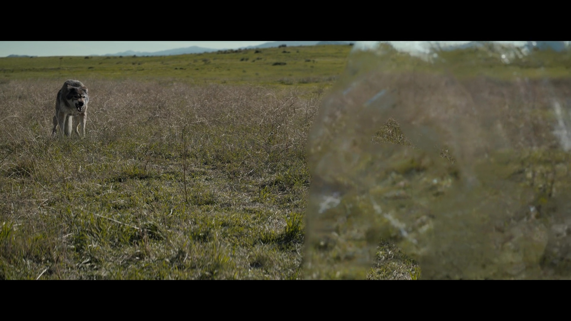 Picture of Prey (2022)