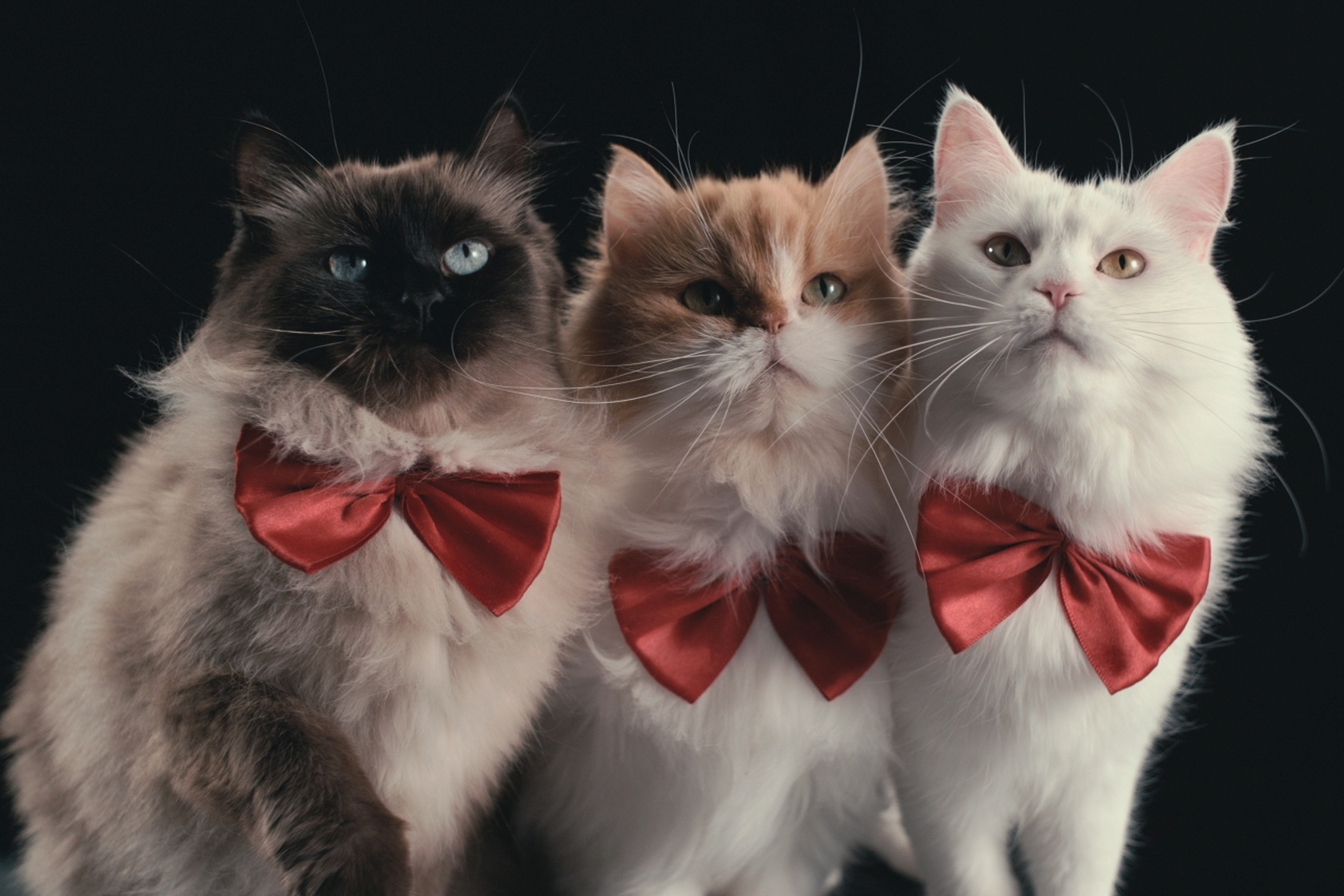 Picture of Inside the Mind of a Cat