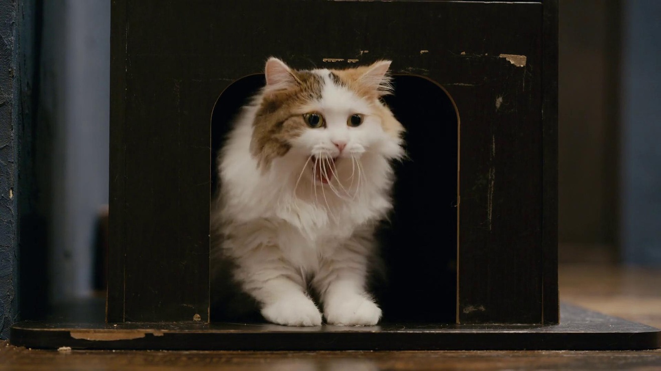 Picture of Inside the Mind of a Cat