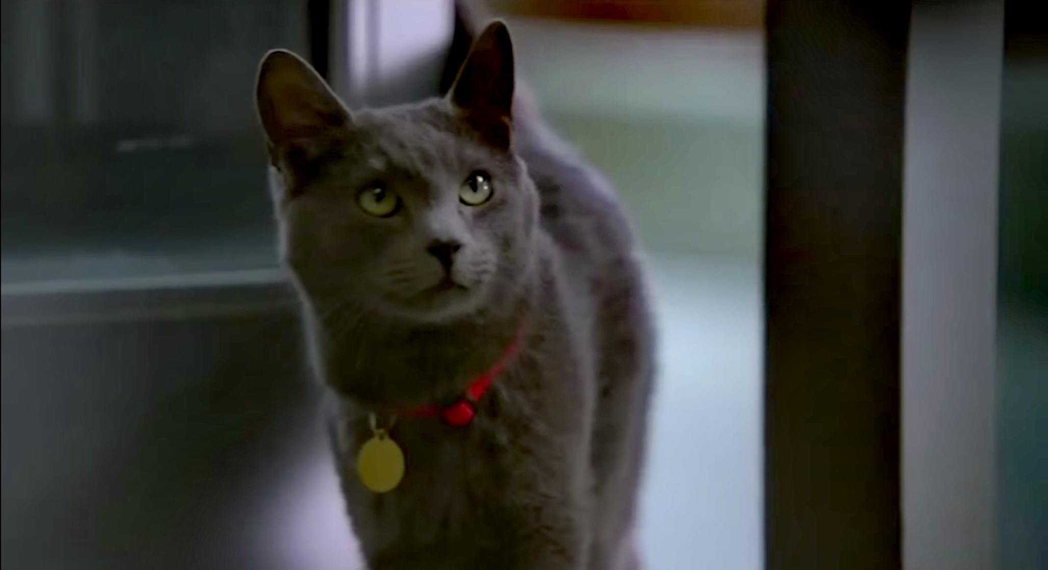 Picture of Here Kitty