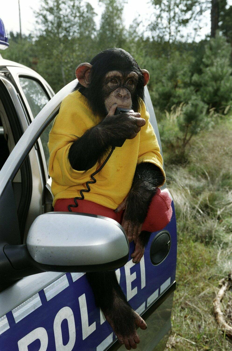 Picture of Unser Charly (1995- )