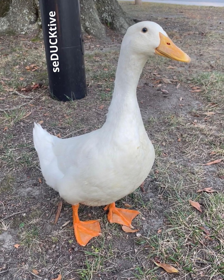 Wrinkle the Duck picture