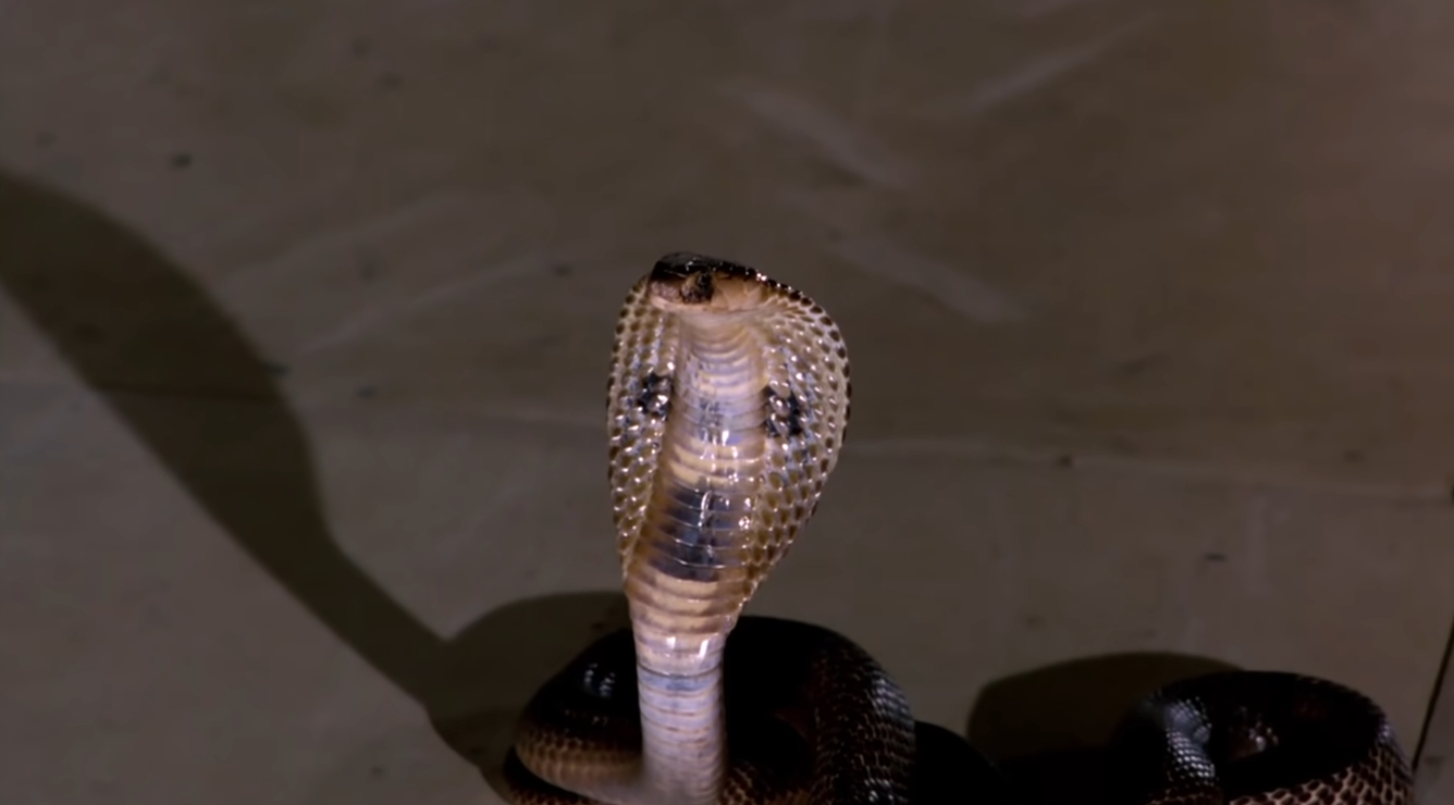 Picture of Nigahen: Nagina Part II