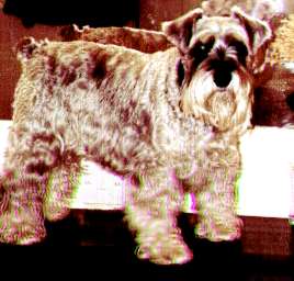 Aida the Dog picture