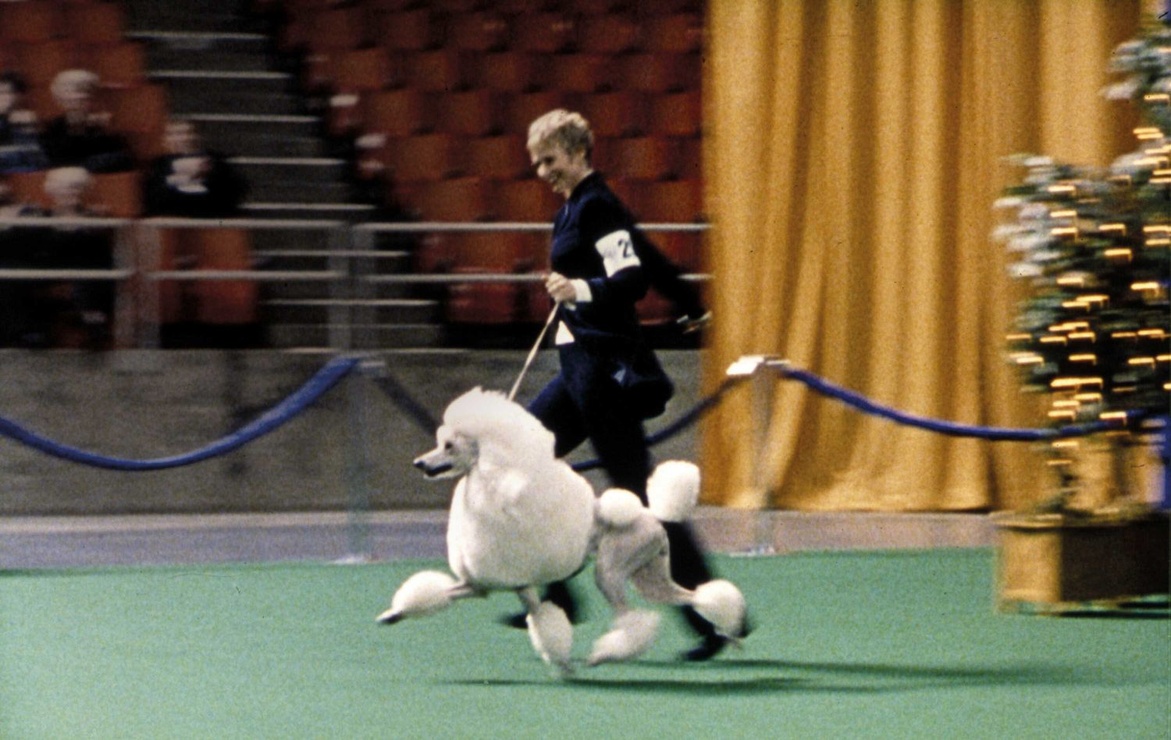 Picture of Best in Show