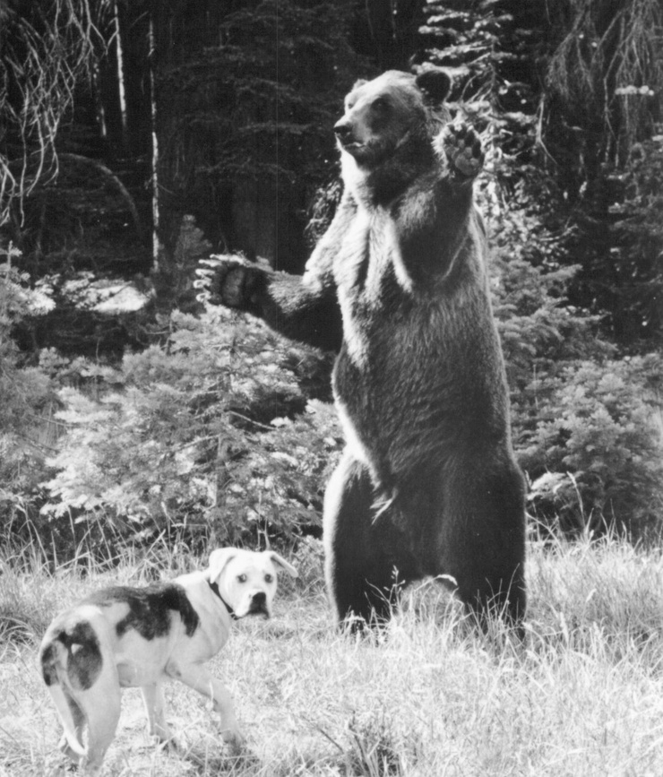 Picture of Homeward Bound: The Incredible Journey