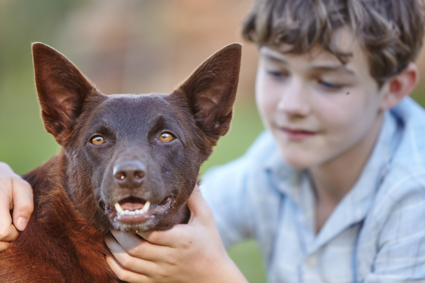 Picture of Red Dog: True Blue