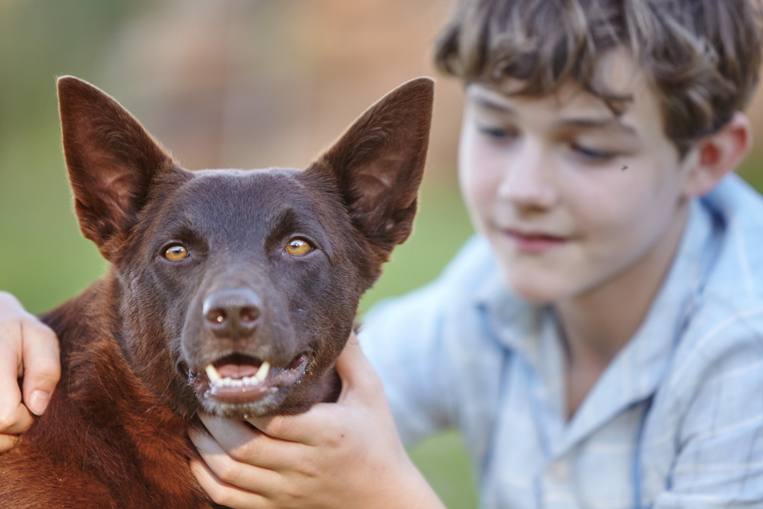 Picture of Red Dog: True Blue