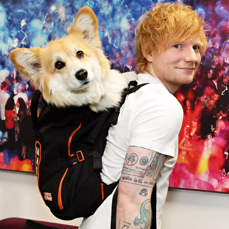 Picture of Ed Sheeran