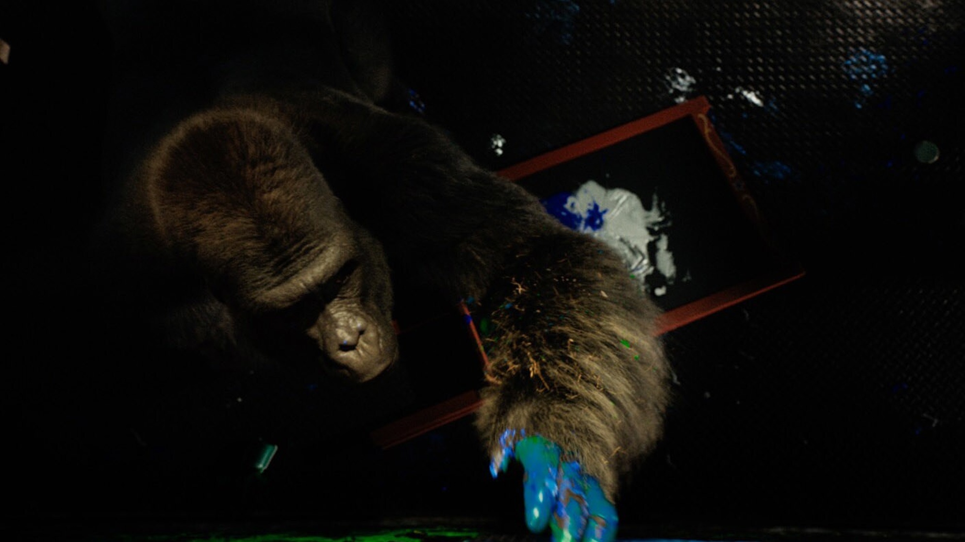 Picture of The One and Only Ivan