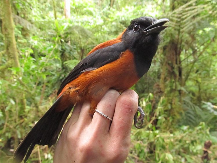 1 Hooded Pitohui