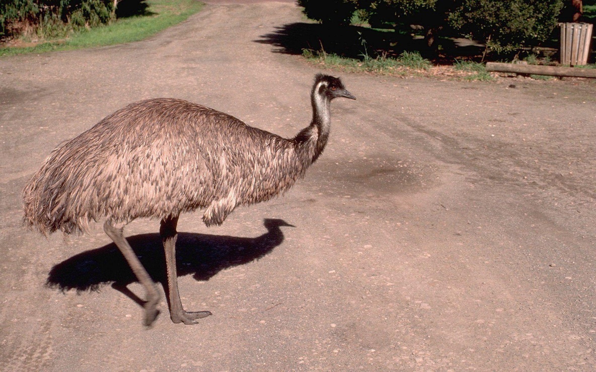 2 Emu