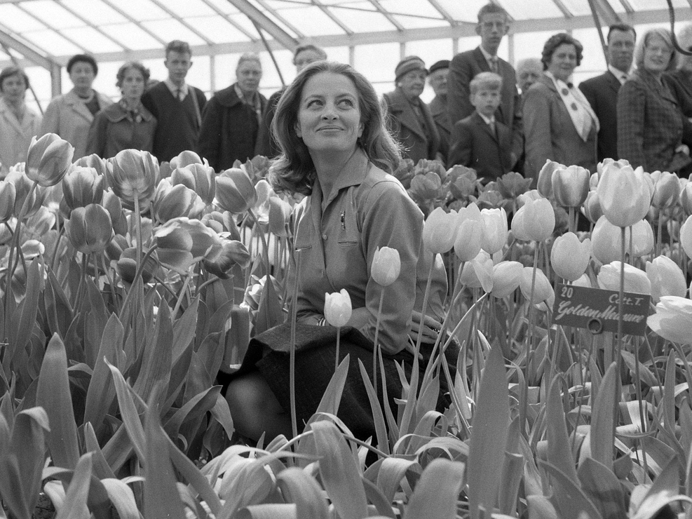 Picture of Capucine