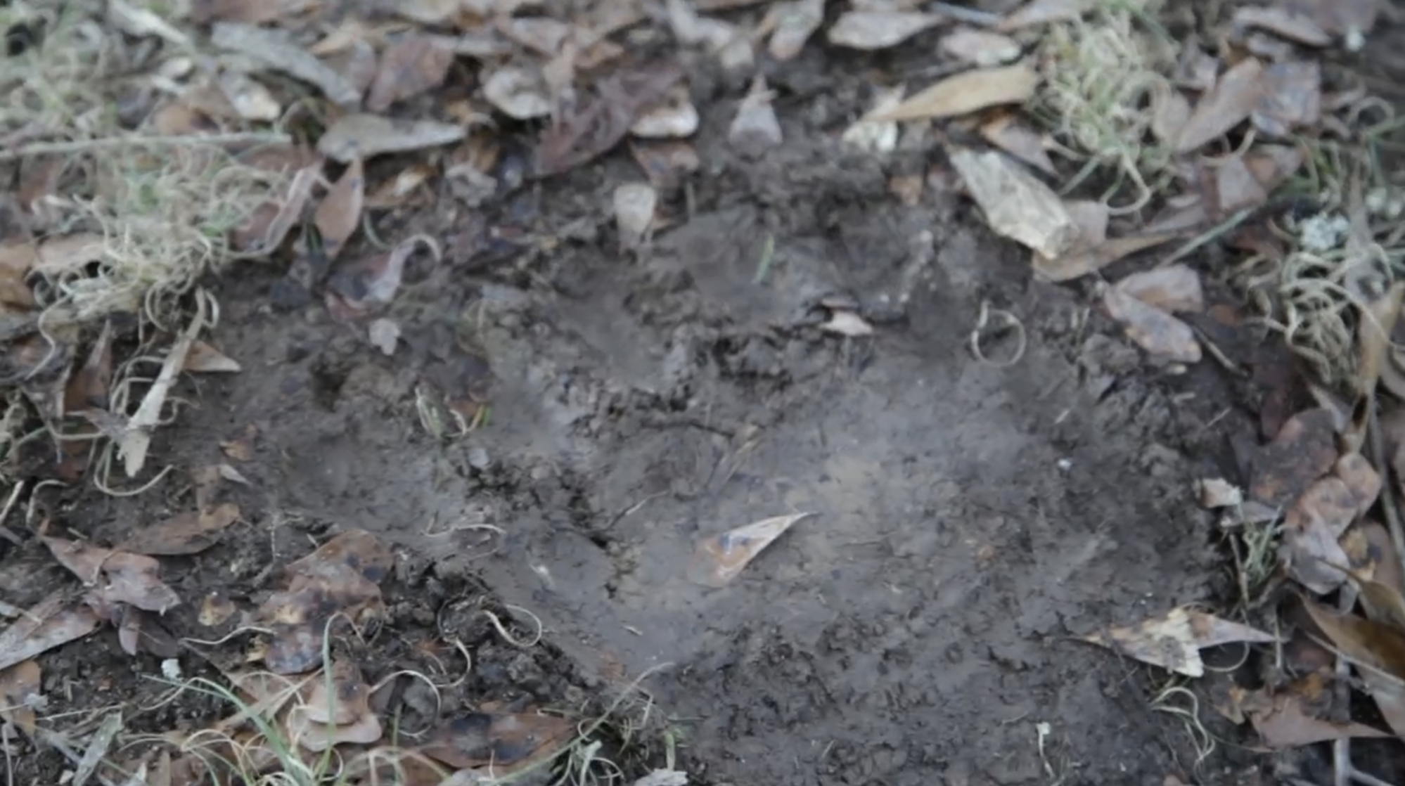 Picture of Hunting the Legend