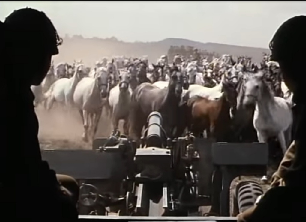 Picture of Miracle of the White Stallions