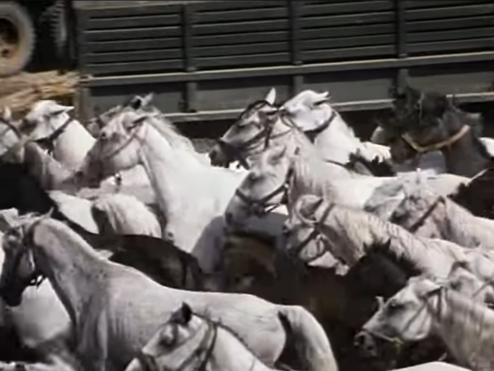 Picture of Miracle of the White Stallions