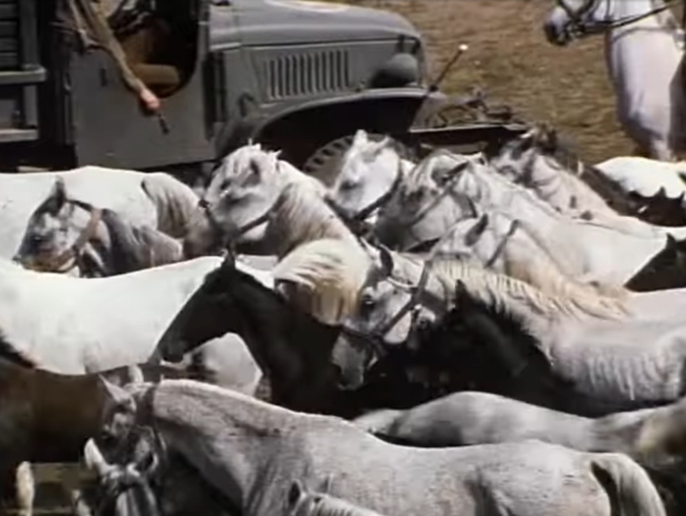 Picture of Miracle of the White Stallions