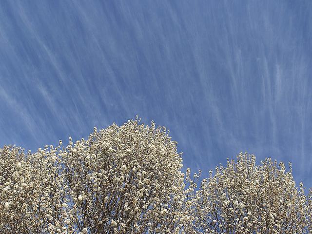 Picture of NBC Weather Plus