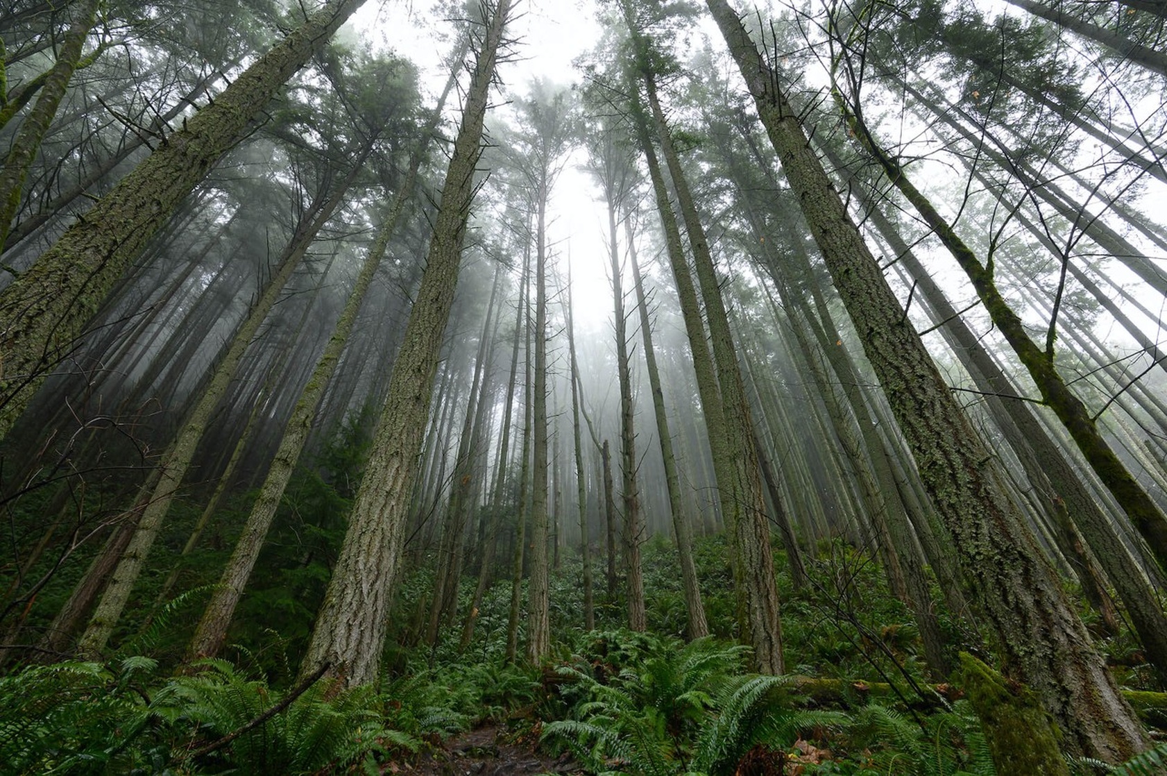 Picture of Cascadia